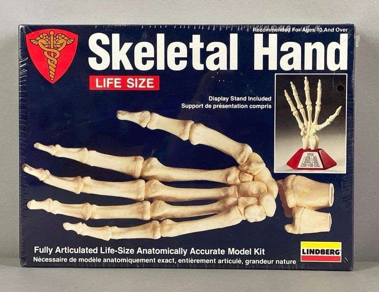 Lindberg Skeletal Hand Anatomical Plastic Model Kit - Matthew Bullock ...
