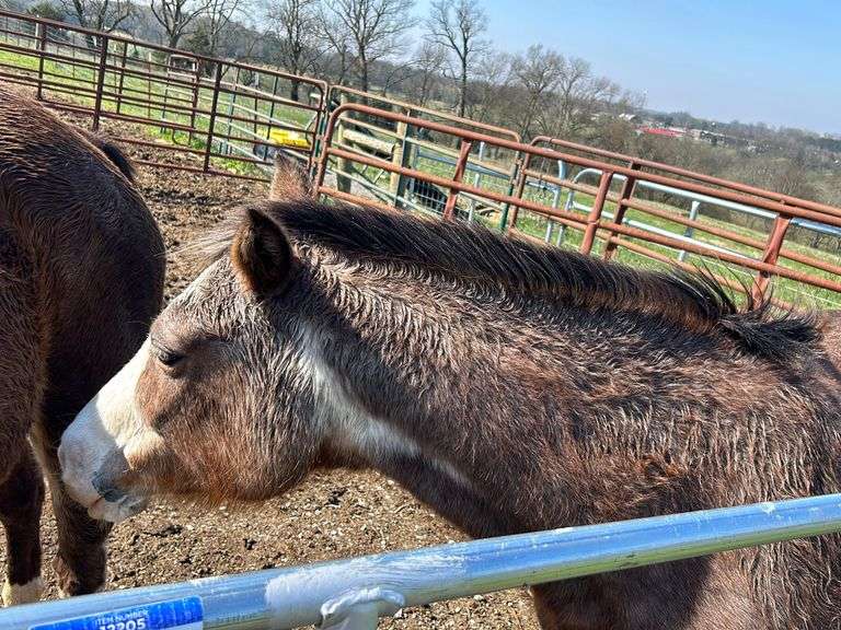 Annie the Mare horse - McNatt Real Estate