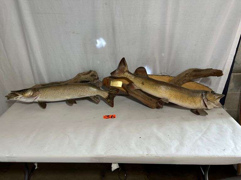 Fish Mounts - Meagher Auctioneers