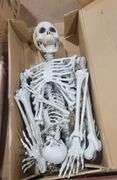 Human Spooky Skeletons Qaunity 2 size 5'4" Adult 3' Child - Metzger ...