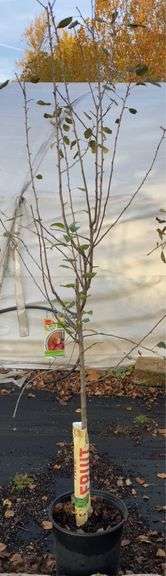 Apple Semi-Dwarf State Fair Fruit Tree - Approx 6’ - Metzger Property ...