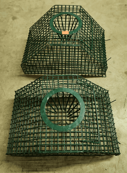 (2) Multi catch traps 12" x 6" - Metzger Property Services, LLC