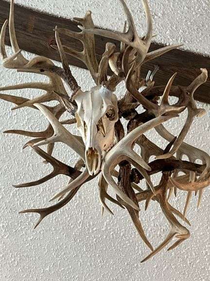 Antler orb deer rack decoration 36x25" - Metzger Property Services, LLC