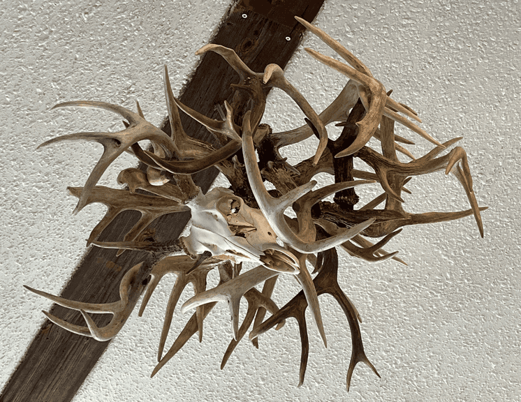 Antler orb deer rack decoration 36x25" - Metzger Property Services, LLC