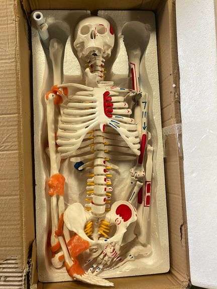 Human Skeleton Model, 34" Half Life Size Skeleton Replica with Spinal ...
