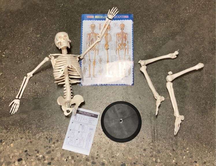 Scientific Human Skeleton Model for Anatomy, 33.4'' Skeleton Model with ...