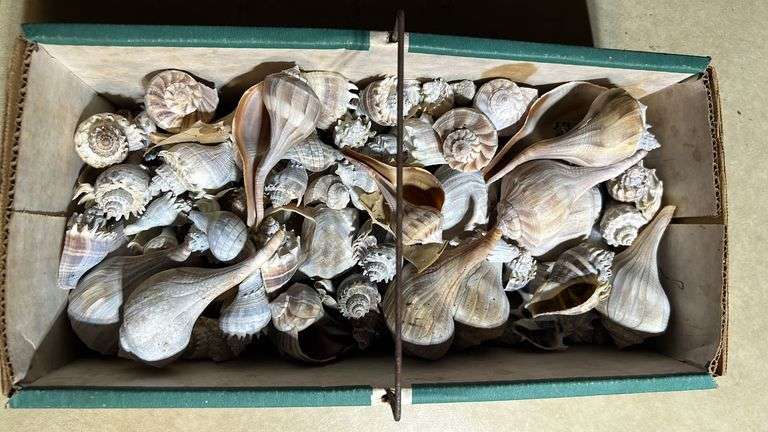 Conch Shell assortment (see photos) - Metzger Property Services, LLC