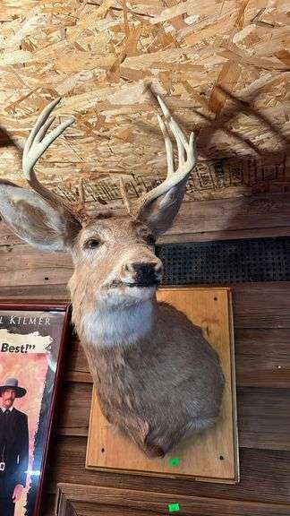 Taxidermy 10 Point Deer Mount 22” - Metzger Property Services, LLC