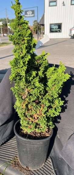 Primo arborvitae iseli in 1 gallon container - Metzger Property ...