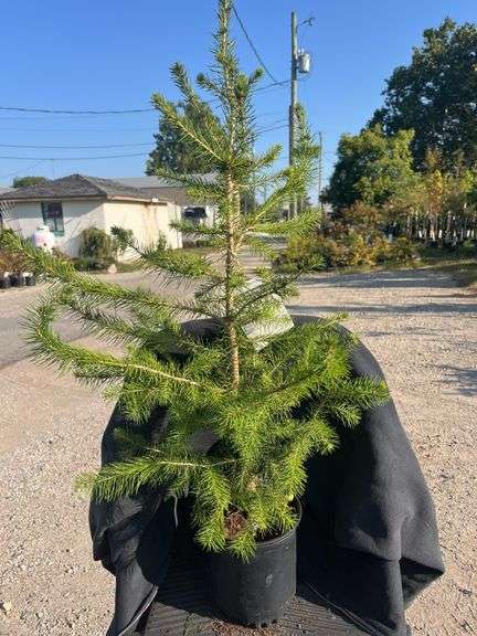 Spruce Norway in 1 gallon container - Metzger Property Services, LLC