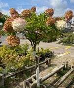 9.28.24 -- R&C Greenhouse & Produce Live Auction! ---- Greenhouse Hoop ...