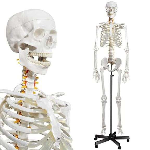BREESKY - breesky Human Skeleton Model for Anatomy- Life Size Medical ...