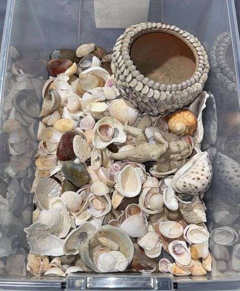 Sea Shells and Accents in Clear Plastic Storage Bin 16” - Metzger ...