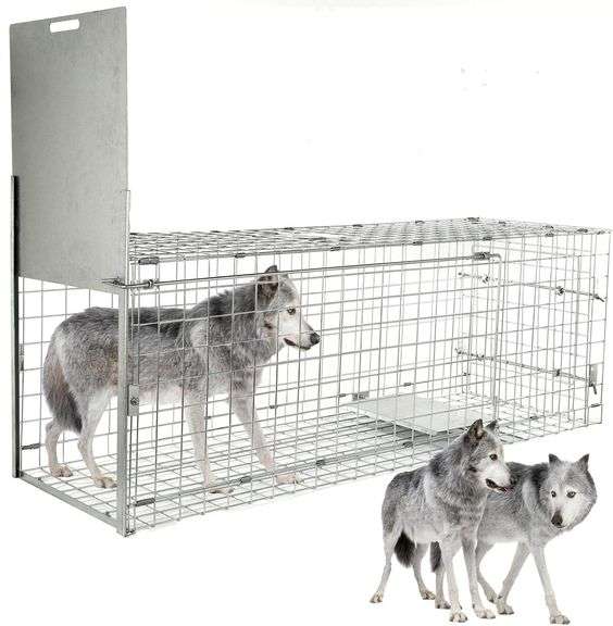 DEXYLA - 57â€ Collapsible Large Live Animal Trap, Easy to Set and ...