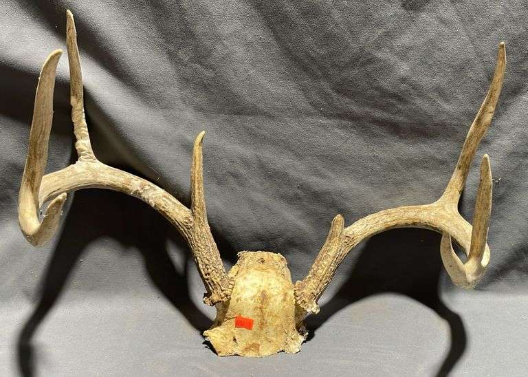 8 Point unmounted deer antlers approx 18”W (some damage) - Metzger ...