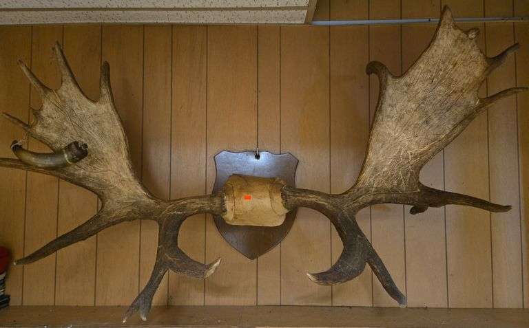 17 Point Moose Antler Wall Mount 51" W - Metzger Property Services, LLC