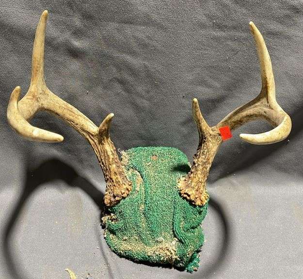 7 Point Antler Mount Approximately 10”W - Metzger Property Services, LLC