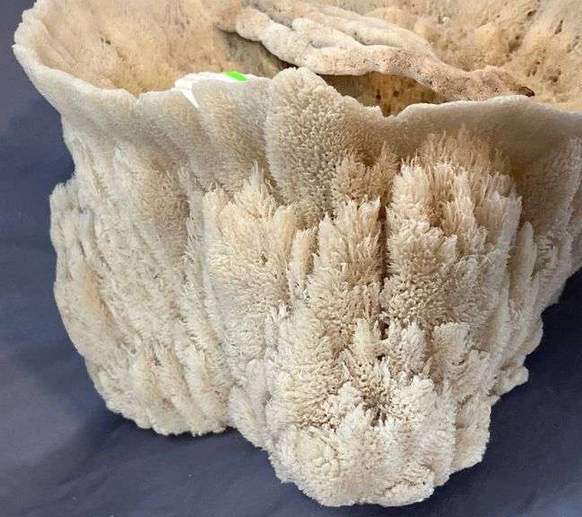 Natural Coral Bowl with Seashells and Coral Fragment - Metzger Property ...