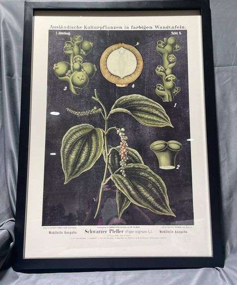(2) Framed Botanical Prints Featuring Black Pepper Plants and Details ...