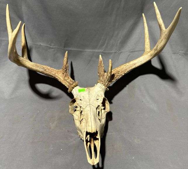 10 Point European Deer Mount - Metzger Property Services, LLC