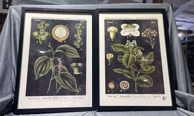 (2) Framed Botanical Prints Featuring Black Pepper Plants and Details ...