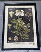 (2) Framed Botanical Prints Featuring Black Pepper Plants and Details ...