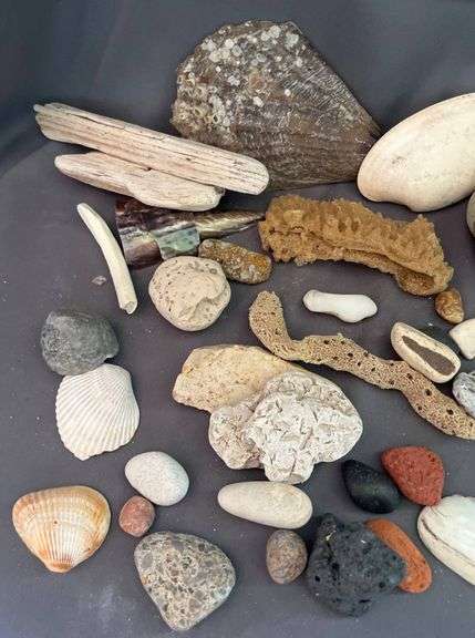 Seashells, Rocks, and Fossil-Like Artifacts - Metzger Property Services ...