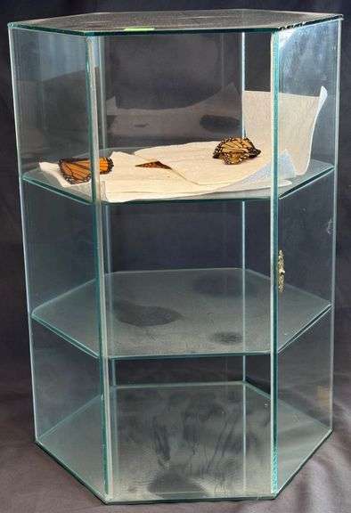 Hexagonal Glass Display Case with Shelves and Butterfly Specimens ...
