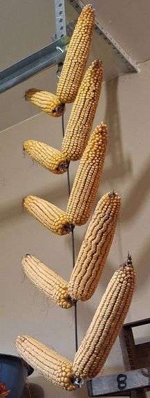 Corn Cob Drying Rack with Dried Corn Cobs for Display or Hanging 16 ...