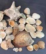Seashells Including Large Conch Shells - Metzger Property Services, LLC