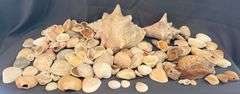 Seashells Including Large Conch Shells - Metzger Property Services, LLC