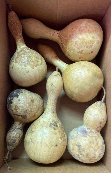 Dried Calabash Gourds, 9-11″ - Metzger Property Services, LLC