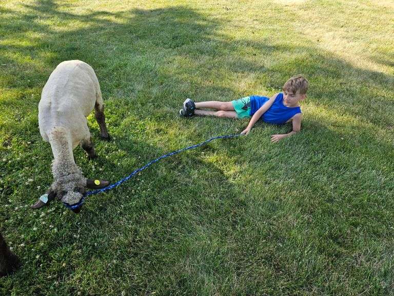 Wiley, Liam, Grade: 3, Parents: Todd & Linsee Wiley, Project(s): Sheep ...