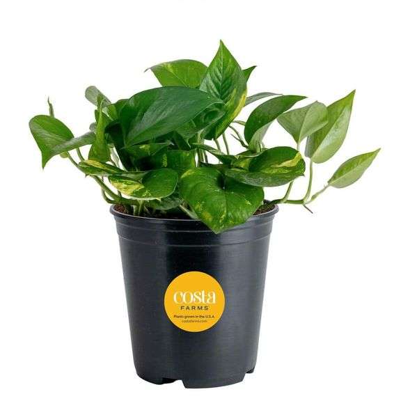 COSTA FARMS - Golden Pothos Indoor Plant in 6 in. Grower Pot, Avg ...