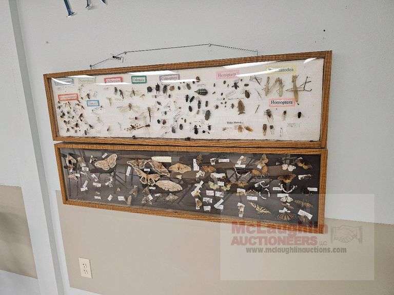 Insect Display Case, Approx. 50+ Specimens, Various Species ...