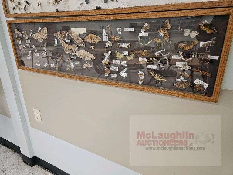 Insect Display Case, Approx. 50+ Specimens, Various Species ...