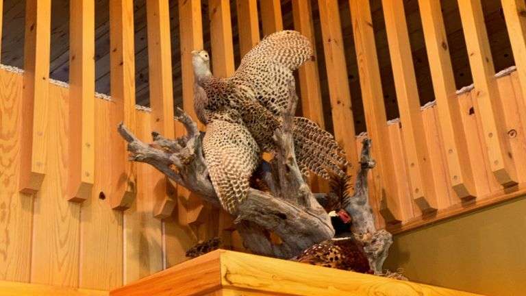 Taxidermy Pheasant Display, Wall Mount, 2 Pheasants, Wood Base ...