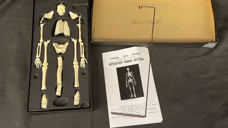 PlastiMarx Articulated Human Skeleton Model, 1/6 Scale, with Stand ...