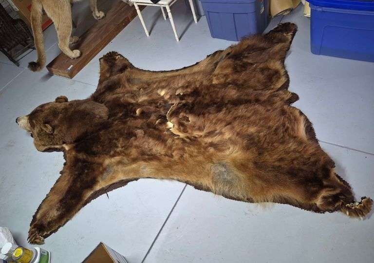 Real Black Bear bear skin rug - Mark Van Hook, Auctioneer