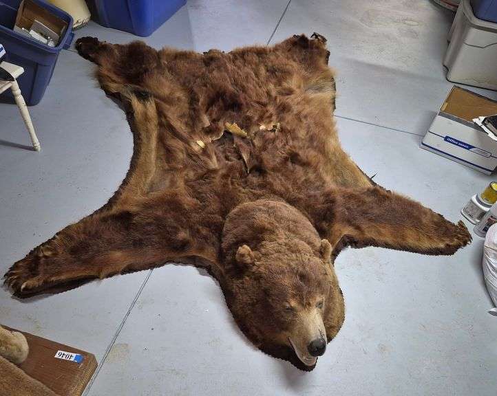 Real Black Bear bear skin rug - Mark Van Hook, Auctioneer