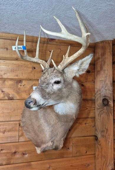 Deer mount - Mark Van Hook, Auctioneer