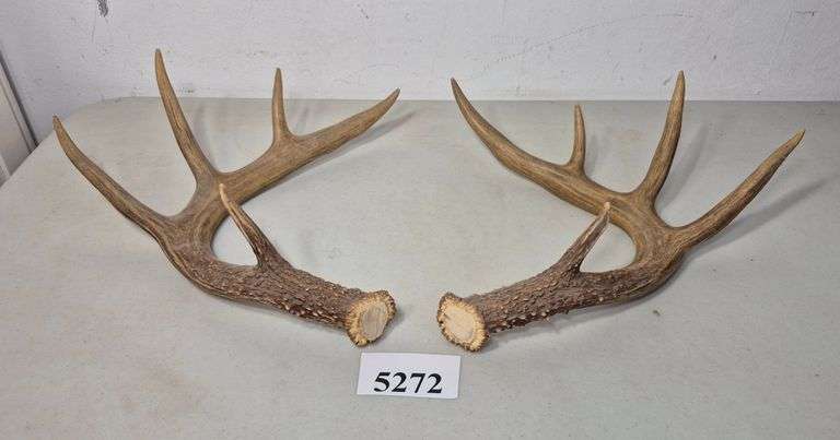 Pair of antlers - Mark Van Hook, Auctioneer