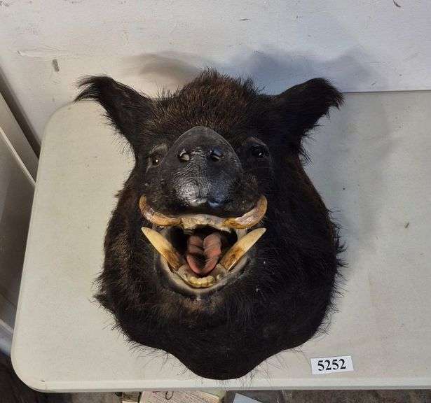 Taxidermy mounted boar - Mark Van Hook, Auctioneer