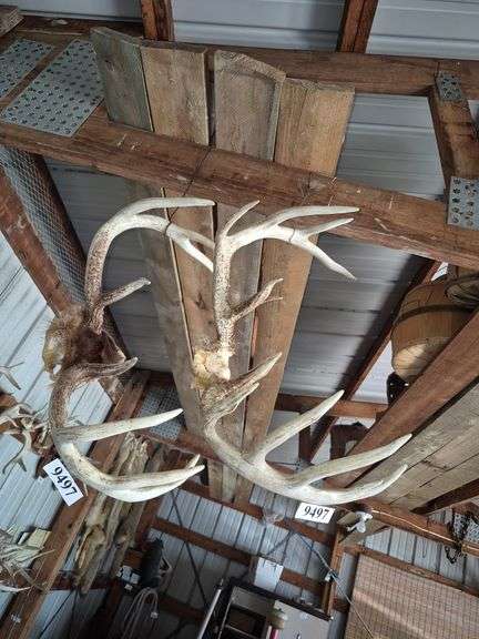 Antlers - Mark Van Hook, Auctioneer