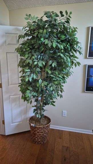 Fake ficus tree - Mark Van Hook, Auctioneer