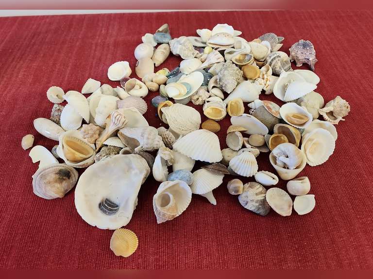 Assorted seashells - Northern Kentucky Auction, LLC