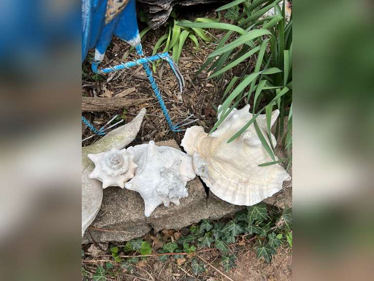 Ornamental yard stakes and sea shells. - Northern Kentucky Auction, LLC