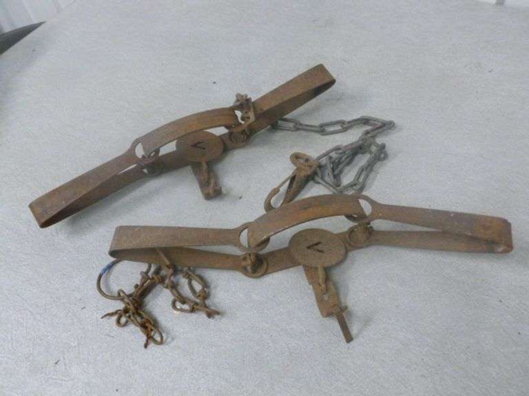 (2) Large Vintage Victor Leg Traps - 14.5" L - Oberman Auctions
