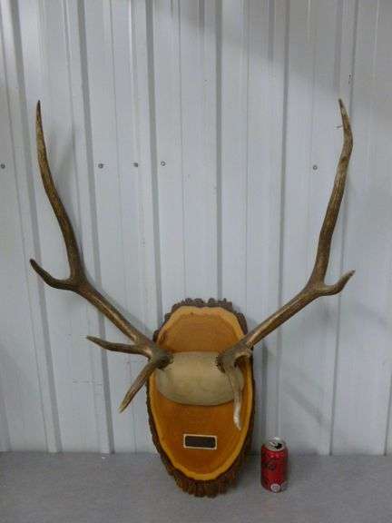 Nice 1987 Henderson, CO - 4X Board Mounted Bull Elk Rack - Oberman Auctions