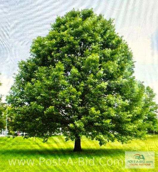 Pin Oak Tree, Approx. 3" Diameter, Tree Is Located Off-Site At Tri-Co ...